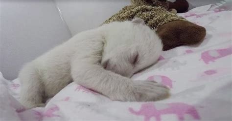 Heartwarming Moment When Orphaned Polar Bear Cuddles With Adorable