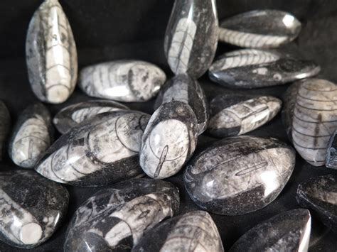 Fossils Orthoceras Fossils For Sale