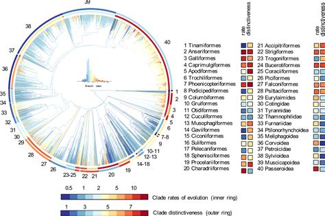 Figure 1 From Correlates Of Rate Heterogeneity In Avian