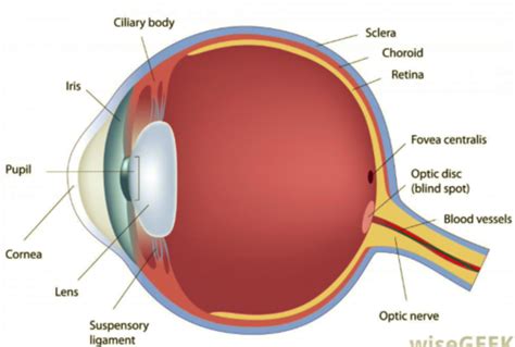 Ophthalmology Flashcards Quizlet