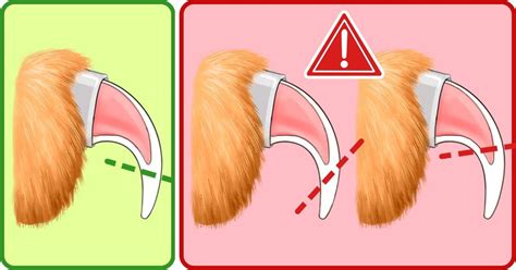 How To Trim A Cats Nails 5 Minute Crafts