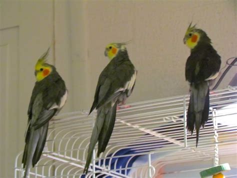 How To Get A Cockatiel Back Into Its Cage Dr Cockatiel
