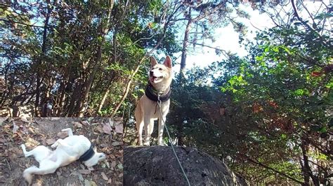 생긴 건 숲의 황태자인데 산에만 가면 지 집 안방인 줄 알고 어찌나 등드리를 비벼쌌는지 L 일요일 공장개 데리고 산에 갔는데 산 위에서 벌이는 엽기적인 행각 Youtube
