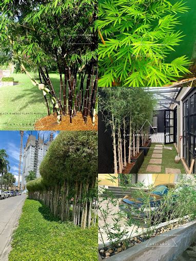 කළු උණ පැලෑටි රෝස උණ බම්බු පැල උණ බම්බු සහ ශ්‍රීලංකන් පැල තවාන