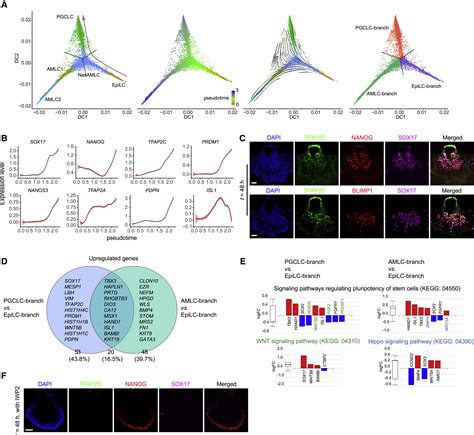 Single Cell Analysis Of Embryoids Reveals Lineage Diversification Roadmaps Of Early Human