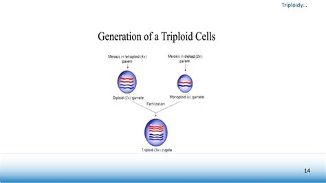 Triploidy Pptx