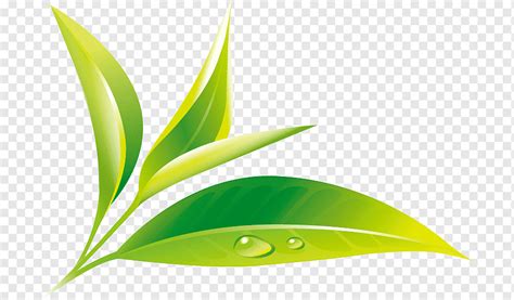 Gambar Daun Teh Hijau Png ~ Gambar Keren Terbaik