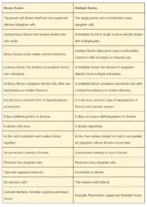 Differences Between Binary Fission And Multiple Fission Biology Notes Online
