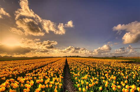 HD Wallpaper Pink Tulip Flower Field Under Blue Cloudy Sky During