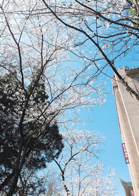 圖蟲人文攝影武漢大學櫻花珞珈記 每日頭條