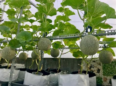 Cách Trồng Dưa Lưới Trên Sân Thượng đơn Giản Năng Suất Cao Hoa Cúc Xanh
