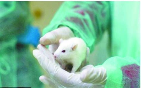 日科学家用一滴血克隆出雌老鼠 搜狐新闻