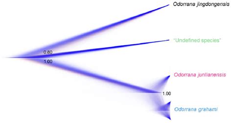 Bayesian Phylogenetic Tree Reconstructed With SNAPP Based On 5 000