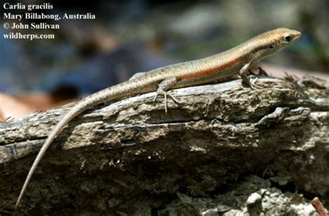 Carlia Gracilis The Reptile Database