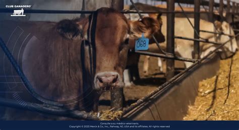 Pasteurella Multocida Y Su Enfermedad Respiratoria Asociada
