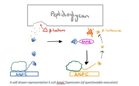 Immunology Microbiology TUTORIAL 1 Antibiotic Resistance Part 1