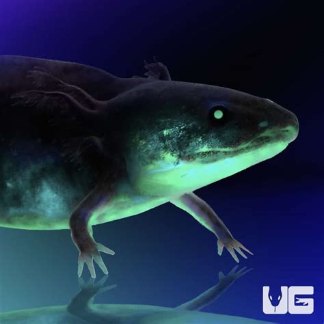 Gfp Melanoid Axolotls For Sale Underground Reptiles