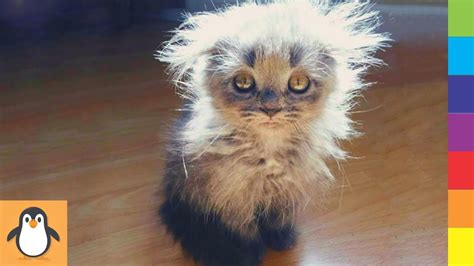 The Funniest Cats Cat Breeds Images