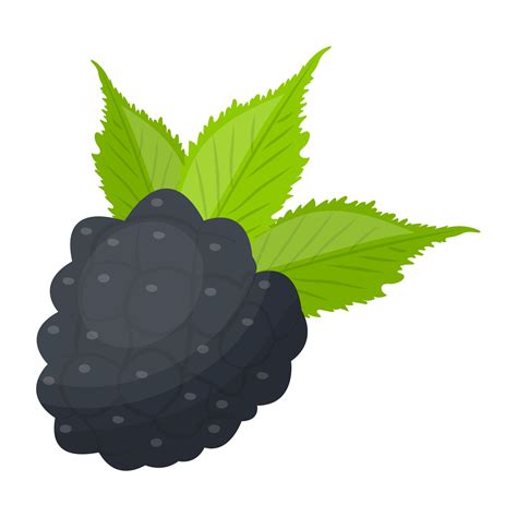 Black Raspberry Concepts 4635669 Vector Art At Vecteezy