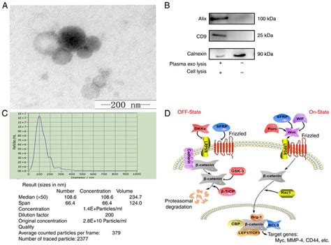 Successful Isolation Of Exos From Plasma A Ultrastructure Of Exos Download Scientific