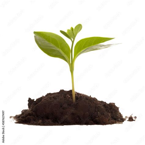 Download Sapling Png