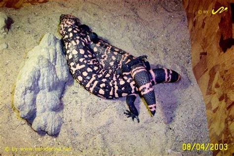 Heloderma Gallery Interesting Fotos Of Heloderma And More