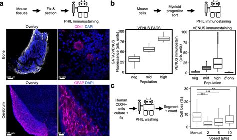 Phil Successfully Automates Single Cell And Whole Tissue Immunostaining