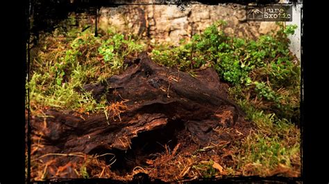 Terrestrial Tarantula Enclosure Setup Terrarium Dla Ptasznika
