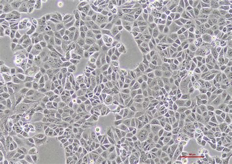 人乳腺癌细胞 Mcf 7（str鉴定正确）细胞系细胞库旗赛生物科技（武汉）有限公司