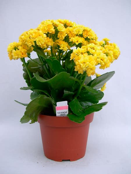 Каланхоэ декоративный - AgroFlora.ru