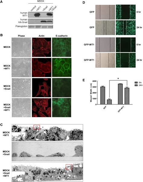 A MDCK Cells Were Transfected As Indicated And Protein Expression Was