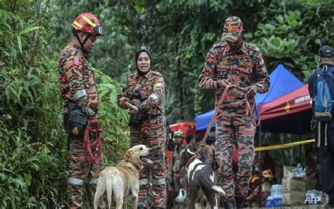Kisah Anjing Pelacak Pencari Korban Longsor Malaysia Yang Pingsan Karena Kelelahan Okezone News