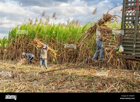 Method Of Harvesting Sugarcane At Patricia Logan Blog