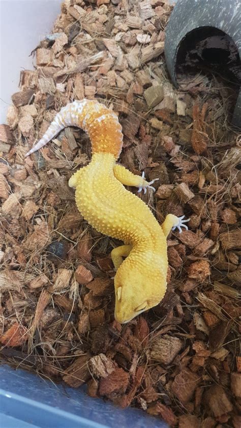 레오파드게코 교배 모프질문 지식in