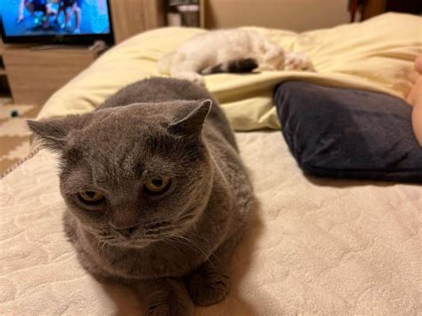 Kaoruさんのインスタグラム写真 Kaoruinstagram「昨夜、寝る前😴 私が寝る間際までベッドで寝てるのに 私が横になると居