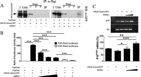 Hipk1 Can Directly Interact With B Catenin Co Ip Experiments Were