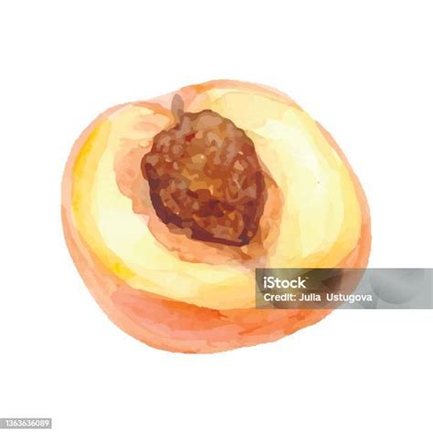 수채화 복숭아 세트 손으로 그린 벡터 복숭아 달콤한 과일 그림 가까운에 대한 스톡 벡터 아트 및 기타 이미지 가까운 개체 그룹 건강한 생활방식 Istock