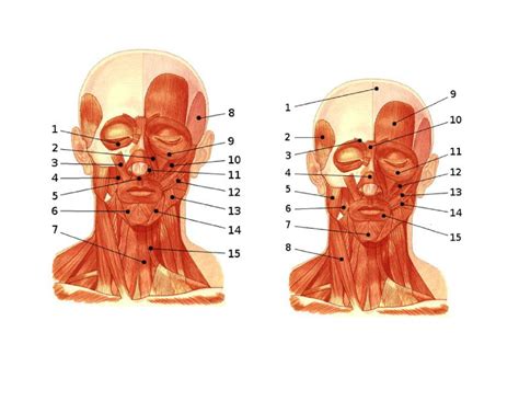 мускули на главата Diagram Quizlet