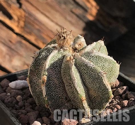 Lot464 10 Seeds Astrophytum Ornatum Hybrid 2022 Cactus Online