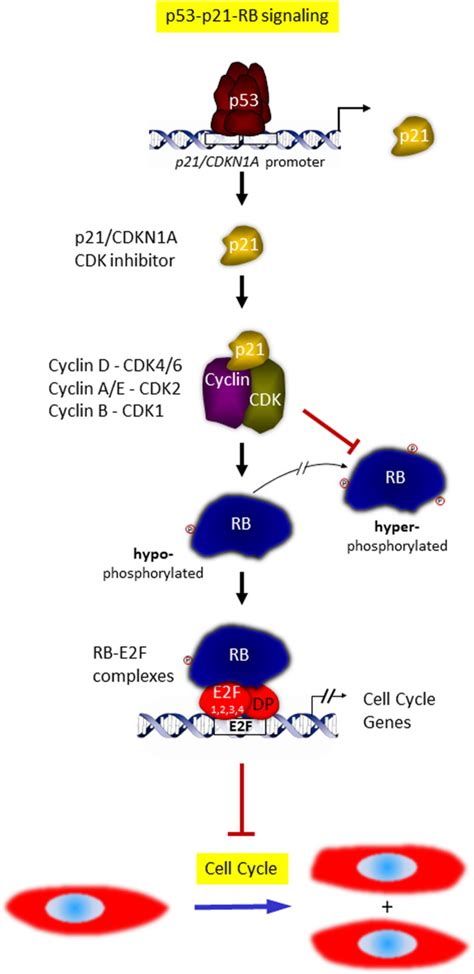 Retinoblastoma Protein Cell Cycle