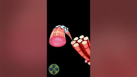 КАК РАБОТИ МУСКУЛЪТ Мускулни влакна и мускулно съкращение Youtube