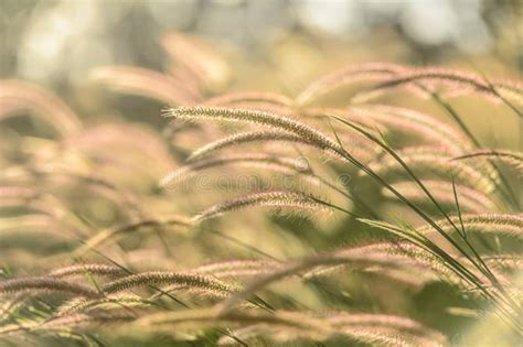 Field Of Grass In Soft Focus Stock Image Image Of Shallow Sunlight