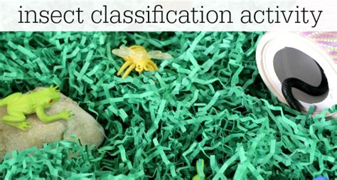 Printable Insect Classification Activity