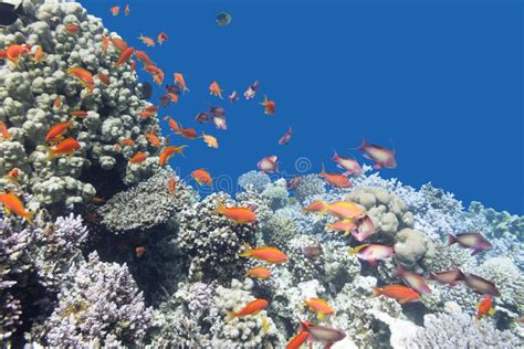 Coral Reef With Shoal Of Fishes Scalefin Anthias Underwater Stock