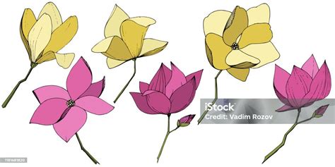 벡터 목련 포랄 식물 꽃 보라색과 노란색 잉크 아트가 새겨져 있습니다 격리 된 목련 삽화 요소입니다 0명에 대한 스톡 벡터 아트