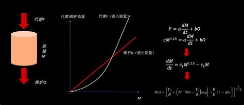 生物大小、城市规模、公司寿命，背后竟然遵循同一套规模法则！ 集智俱乐部