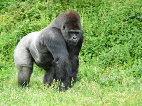 African Lion Vs Silverback Gorilla Valley Of The Beasts