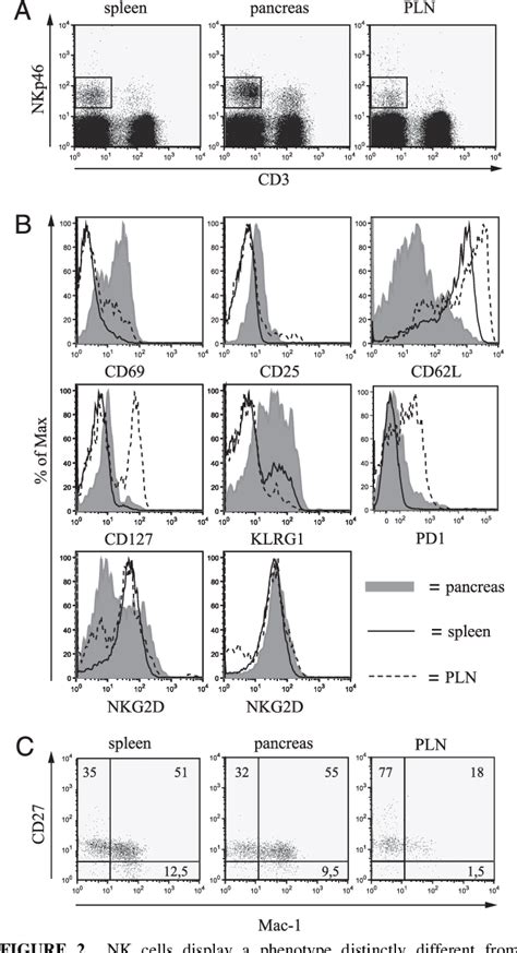 Figure 1 From Distinct Phenotype And Function Of Nk Cells Semantic