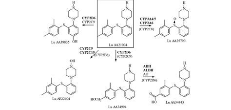 Biotransformation Of Vortioxetine Download Scientific Diagram