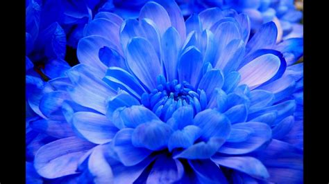 ტიროდნენ ქრიზანთემები Qrizantemebi Chrysanthemum Youtube